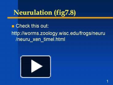 PPT – Neurulation fig7'8 PowerPoint presentation | free to view - id ...