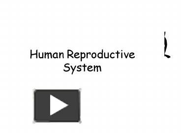 PPT – Human Reproductive System PowerPoint presentation | free to view ...