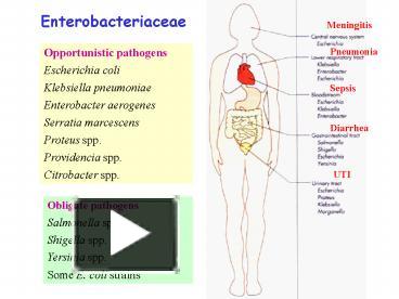PPT – Enterobacteriaceae PowerPoint presentation | free to view - id ...
