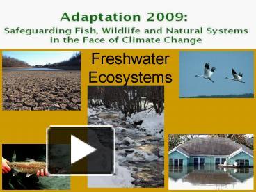 PPT – Freshwater Ecosystems PowerPoint presentation | free to view - id ...