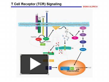 T Cell Receptor TCR Signaling presentation | free to view