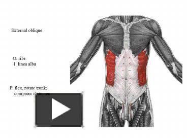 External oblique presentation | free to view