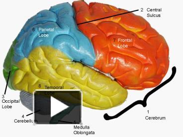 Cerebrum presentation | free to view