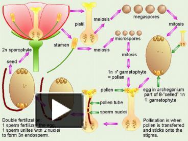 PPT – Microspore formation to Pollen Grains PowerPoint presentation ...