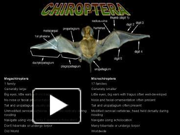 CHIROPTERA presentation | free to view