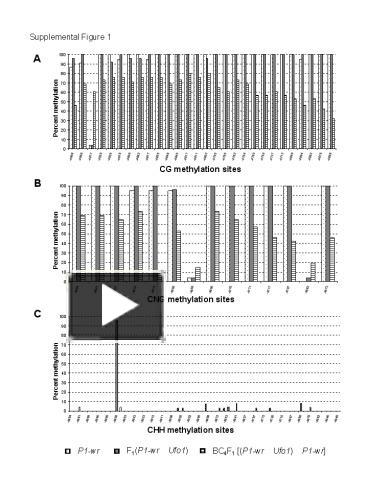 PPT – B PowerPoint presentation | free to download - id: 25c7bb-YTUxO