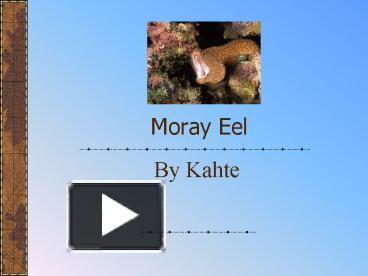 PPT – Moray Eel PowerPoint presentation | free to view - id: 25da8f-ZmNhY
