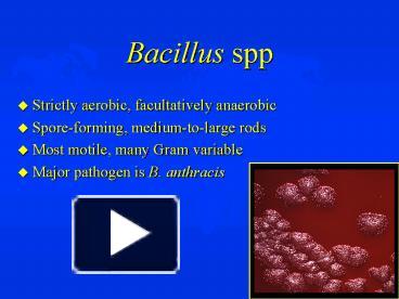 Bacillus spp presentation | free to view