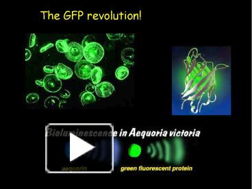 PPT – The GFP revolution! PowerPoint presentation | free to download ...