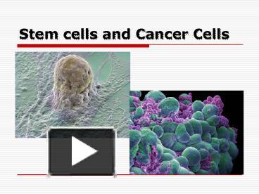 PPT – Stem cells and Cancer Cells PowerPoint presentation | free to ...