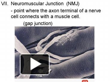 Neuromuscular Junction (NMJ) presentation | free to view