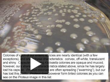 PPT – Colonies of each of our enteric species are nearly identical with ...