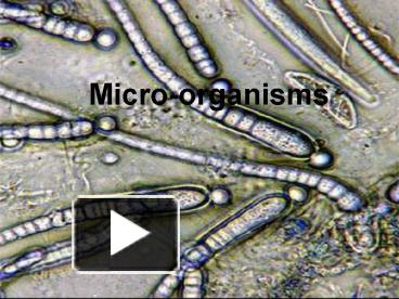 PPT – Microorganisms PowerPoint presentation | free to view - id ...