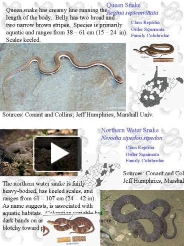 Queen Snake presentation | free to view