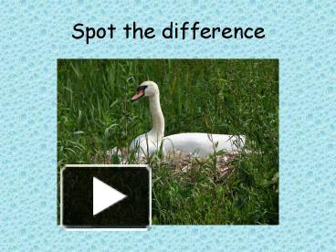 Spot the difference presentation | free to view