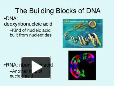 PPT – The Building Blocks of DNA PowerPoint presentation | free to view ...