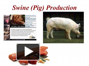 PPT – Swine Pig Production PowerPoint presentation | free to view - id ...