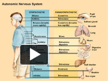 PPT – Autonomic Nervous System PowerPoint presentation | free to view ...