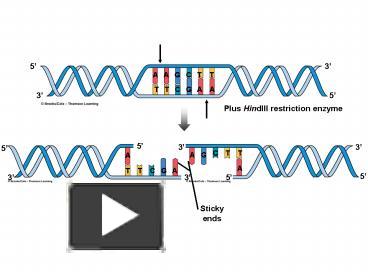 PPT – Plus HindIII restriction enzyme PowerPoint presentation | free to ...