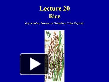 Lecture 20 Rice presentation | free to view