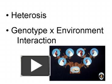 Heterosis presentation | free to view
