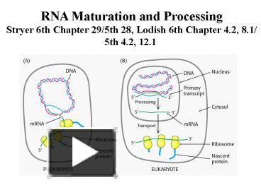 RNA Maturation and Processing presentation | free to view