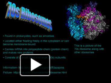 PPT – 70s Ribosomes PowerPoint presentation | free to view - id: 27816d ...