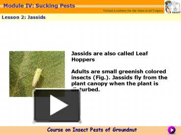 PPT – Jassids are also called Leaf Hoppers PowerPoint presentation ...