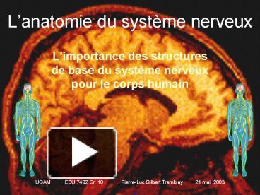 PPT – Lanatomie du systme nerveux PowerPoint presentation | free to ...