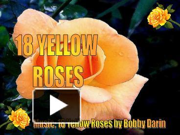 18 Yellow Roses presentation | free to view