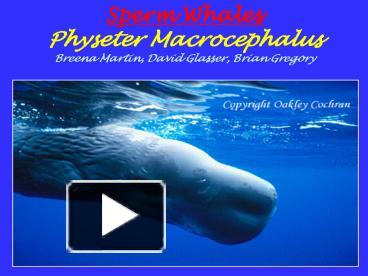 Sperm Whales Physeter Macrocephalus Breena Martin, David Glasser, Brian ...