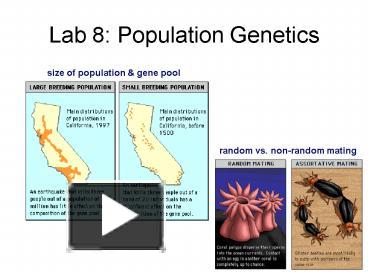 PPT – Lab 8: Population Genetics PowerPoint presentation | free to view ...