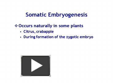 Somatic Embryogenesis presentation | free to view