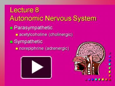 Lecture 8 Autonomic Nervous System presentation | free to view