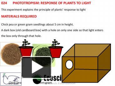 PPT – 024 PHOTOTROPISM: RESPONSE OF PLANTS TO LIGHT PowerPoint ...