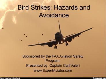 Bird Strikes: Hazards and Avoidance presentation | free to download