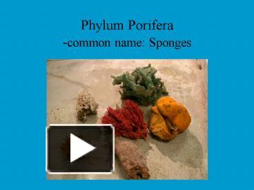 Phylum Porifera common name: Sponges presentation | free to view