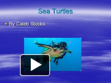 PPT – Sea Turtles PowerPoint presentation | free to view - id: 2f6c8-M2Y0N