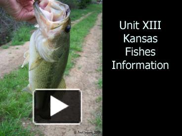 PPT – Unit XIII Kansas Fishes Information PowerPoint presentation ...