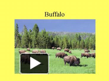 Buffalo presentation | free to view