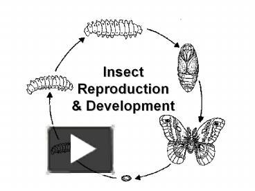 Insect Reproduction presentation | free to download