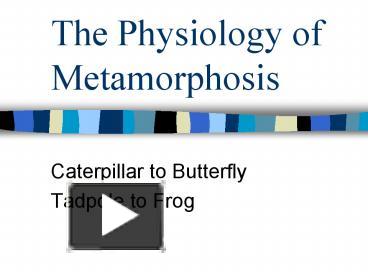 PPT – The Physiology of Metamorphosis PowerPoint presentation | free to ...