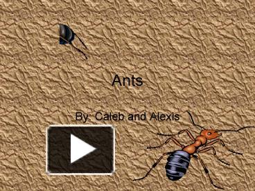 Ants presentation | free to view
