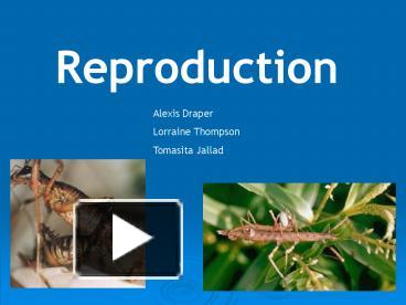 PPT – Reproduction PowerPoint presentation | free to view - id: 329c3-YTU3M