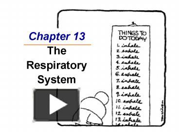 PPT – Chapter 13 The Respiratory System PowerPoint presentation | free ...