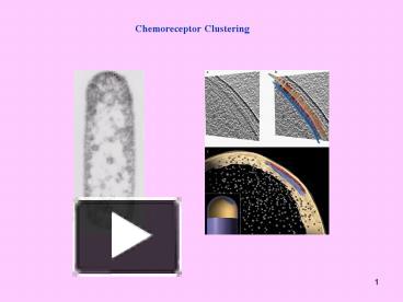 Chemoreceptor Clustering presentation | free to view