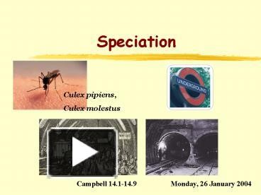PPT – Speciation PowerPoint presentation | free to view - id: 345bf-ZWZhZ