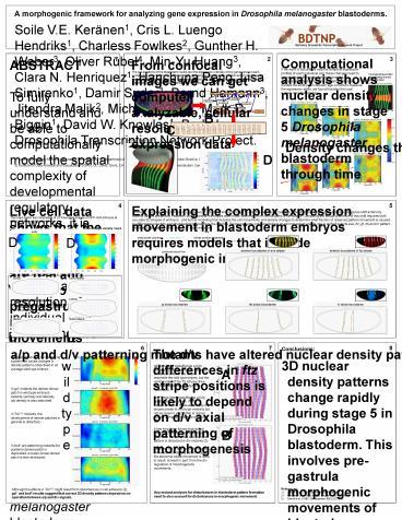 PPT – ap and dv patterning mutants have altered nuclear density ...
