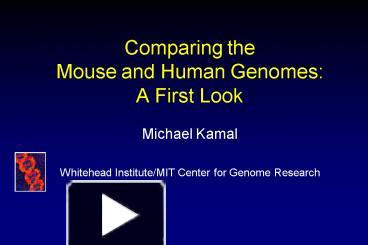 Comparing the Mouse and Human Genomes: A First Look presentation | free ...