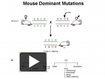 PPT – Mouse Dominant Mutations PowerPoint presentation | free to view ...